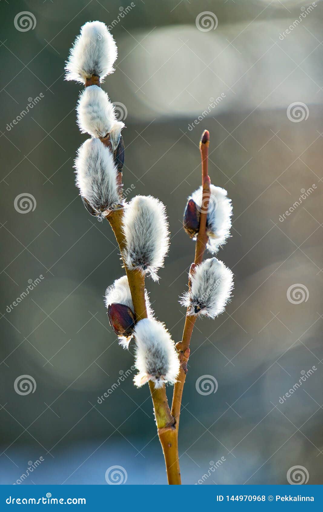 Catkins stock photo. Image of eastern, catkins, buds - 144970968