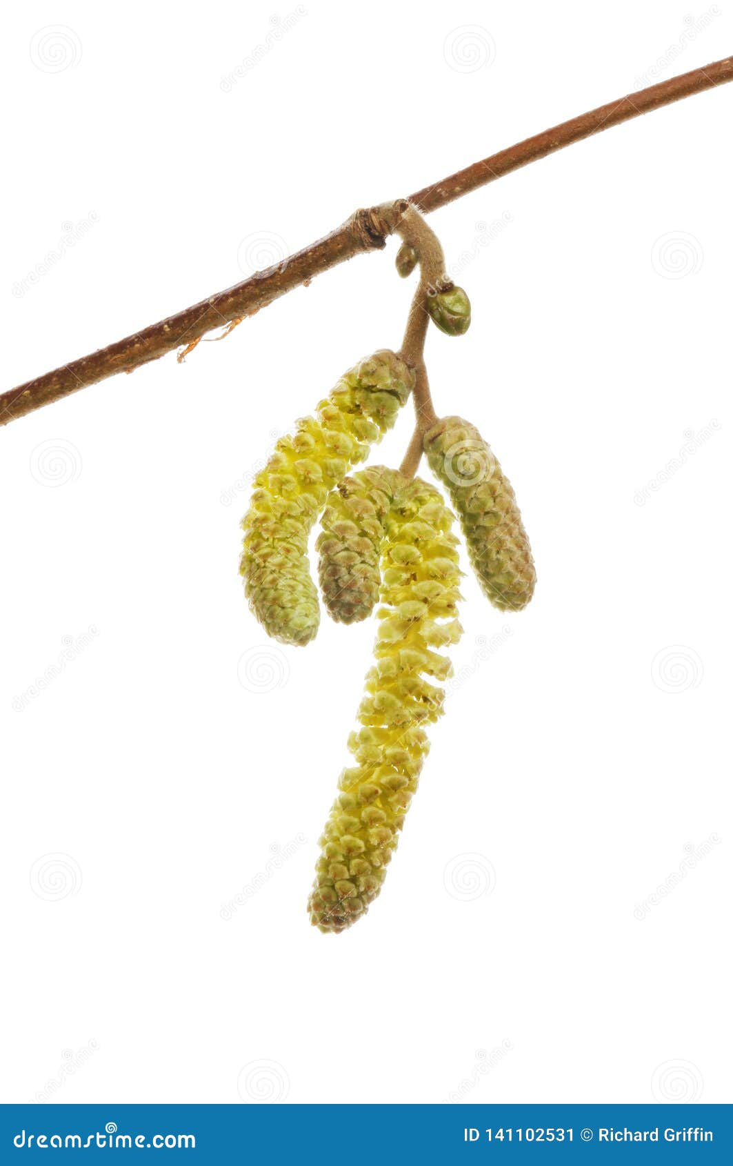 Catkins on a branch stock image. Image of isolated, tree - 141102531