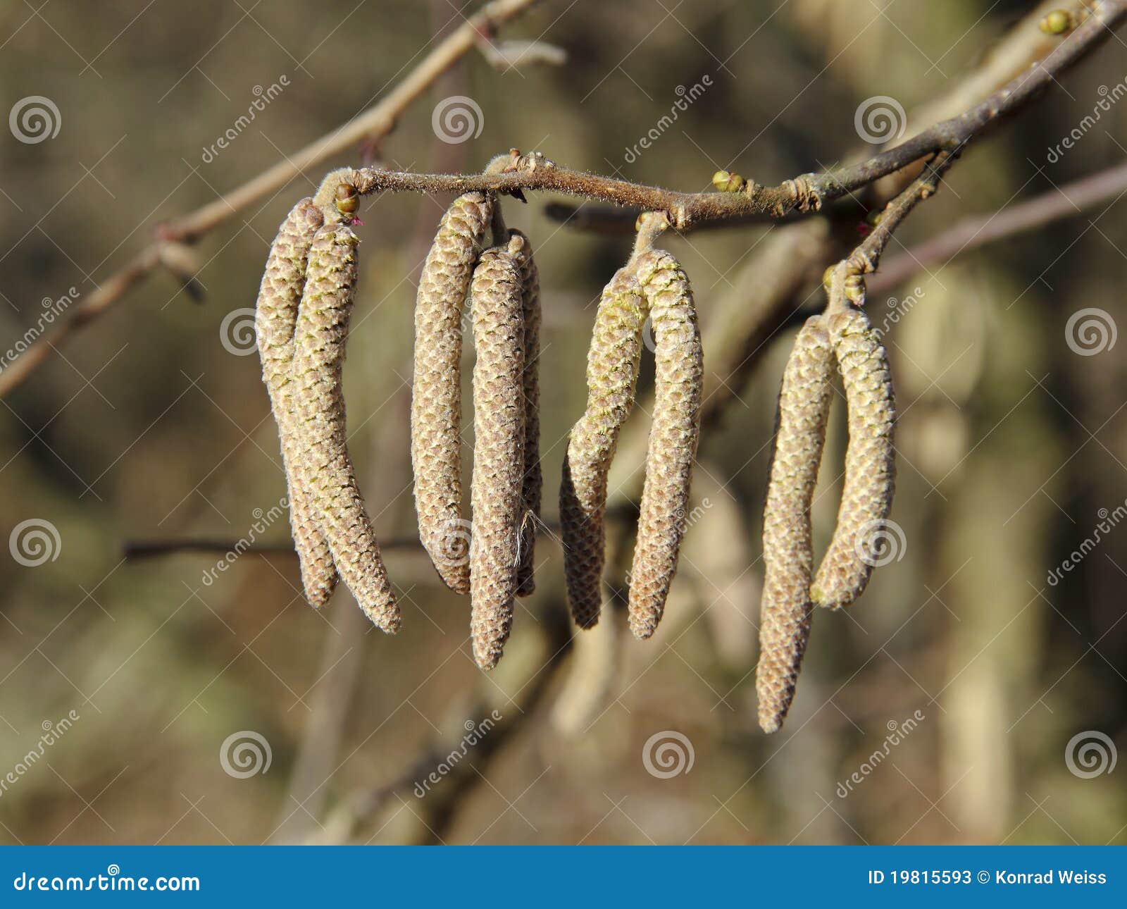 Catkins of Common Hazel stock image. Image of yellow - 19815593
