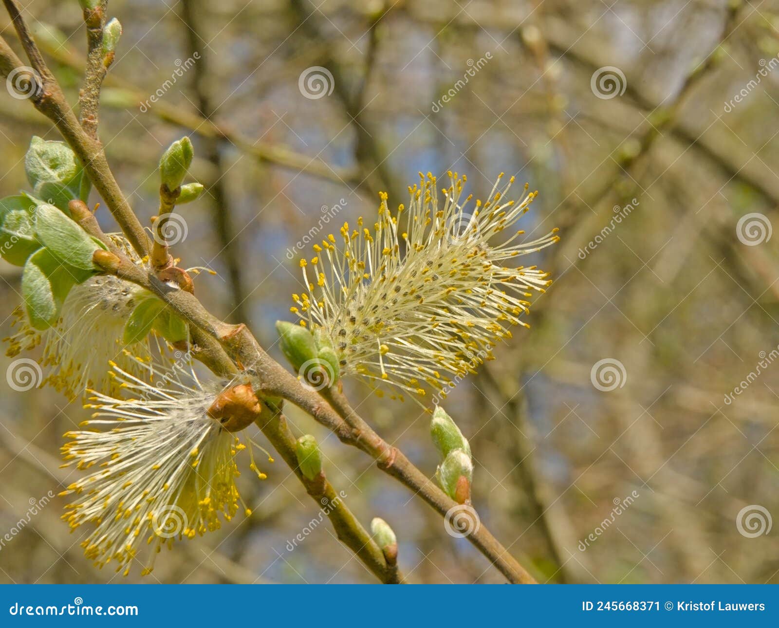 Catkins of a Common Sallow Tree Stock Image - Image of tree, macro ...