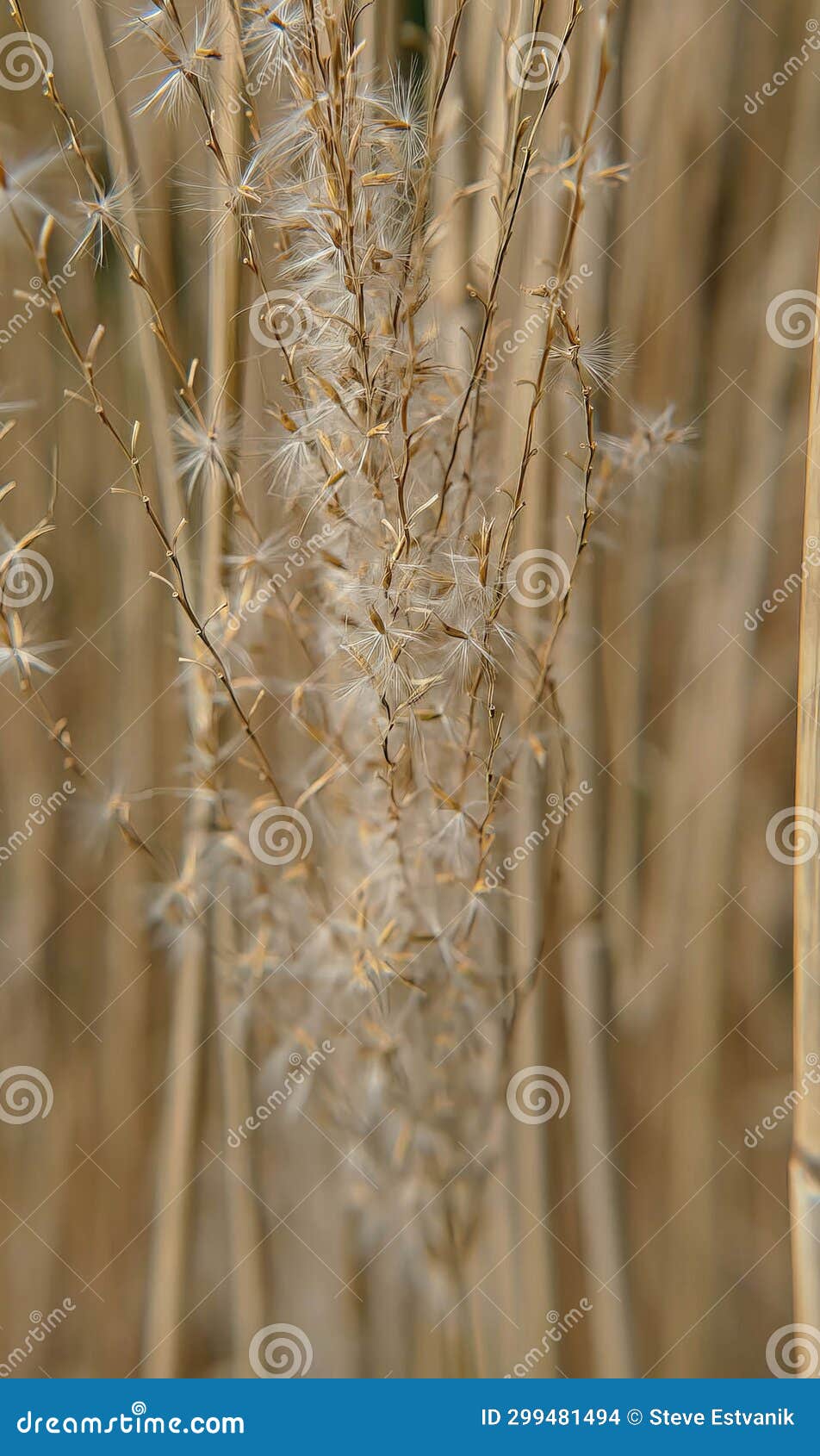 Catkins on Contorted Old Man Henry S Walking Stick Stock Photo - Image ...