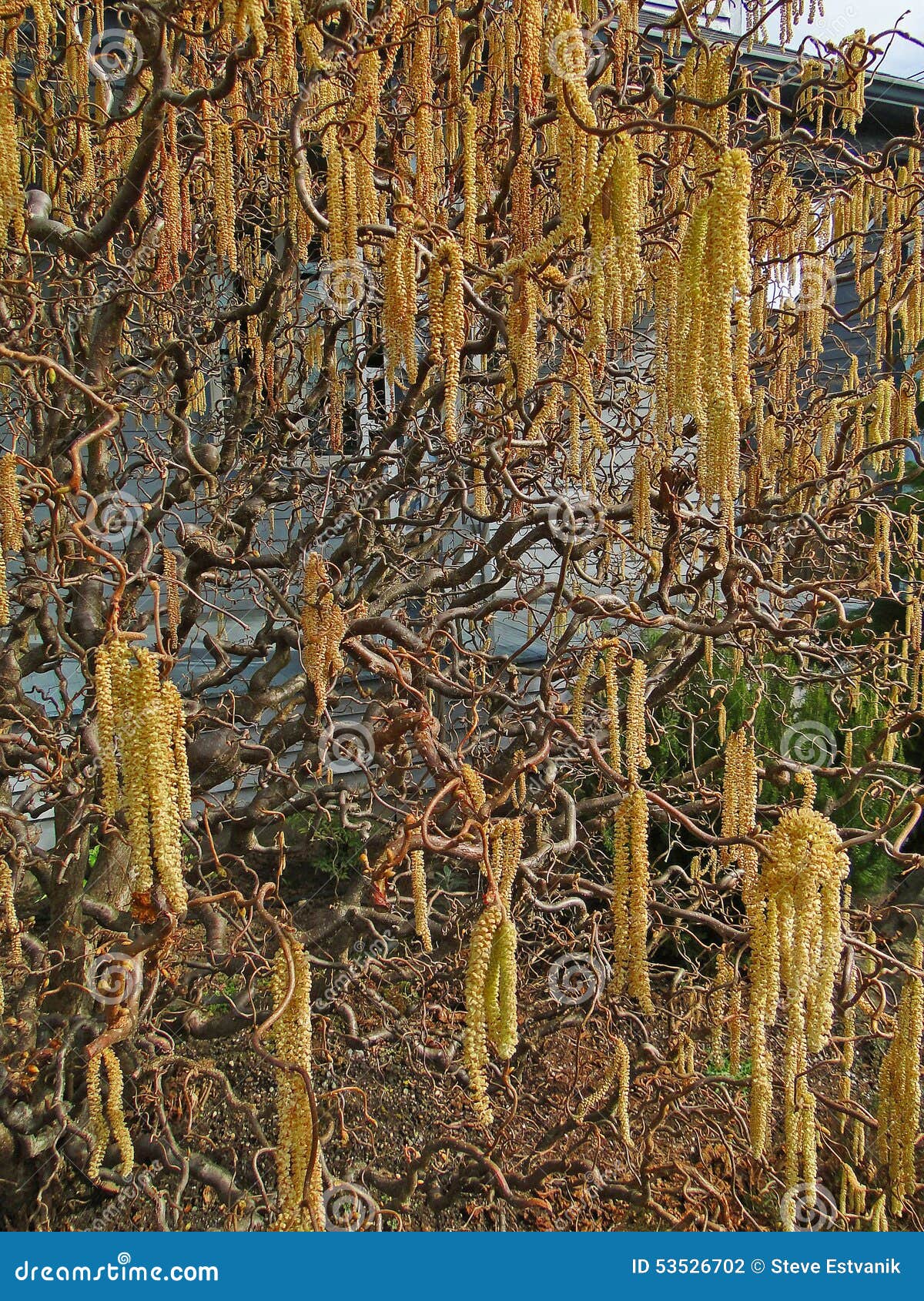 412 Contorted Tree Stock Photos - Free & Royalty-Free Stock Photos from ...