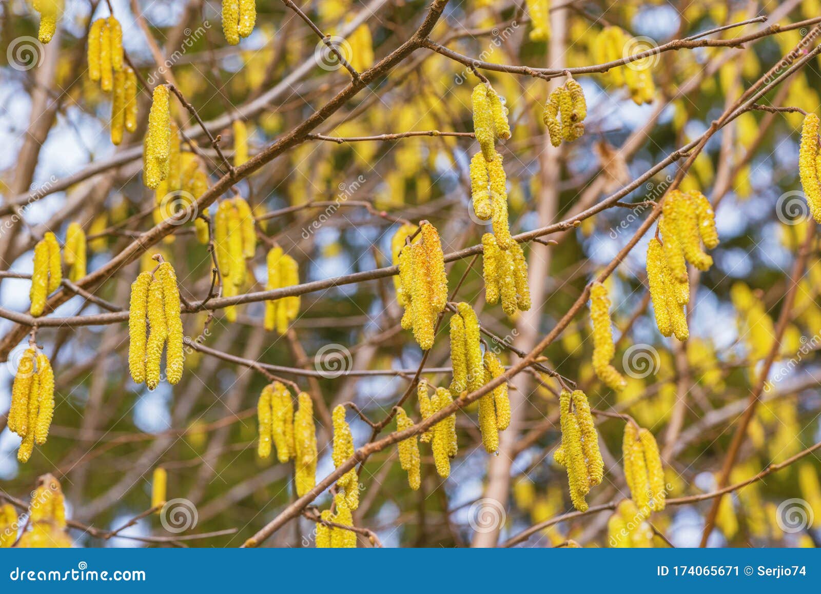 Droopy Tree Stock Image | CartoonDealer.com #94860295
