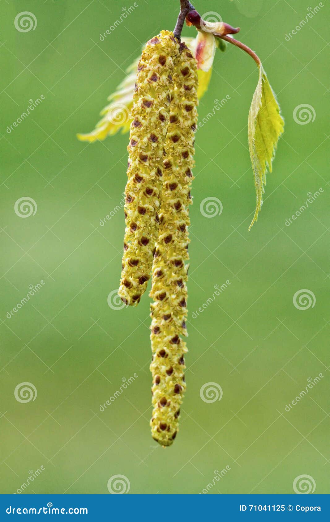 Catkins of hazel stock image. Image of allergenic, season - 71041125