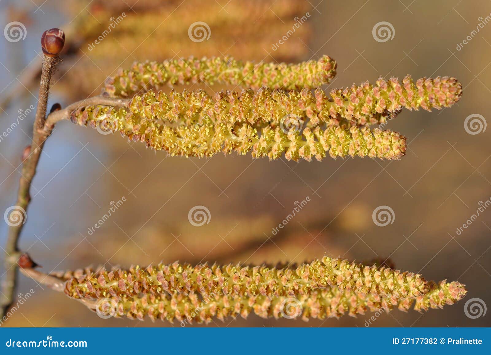 Catkins of hazel tree stock photo. Image of light, blossom - 27177382