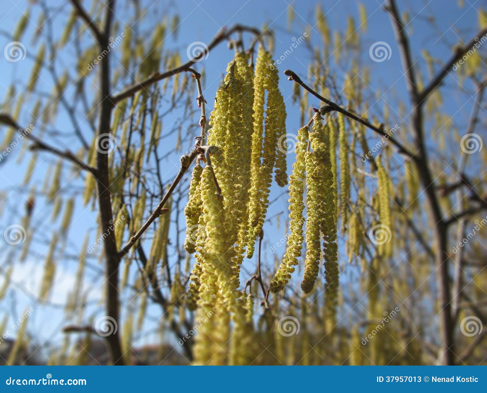Catkins of Hazel Tree Coryllus Avellana in Spring Stock Image - Image ...