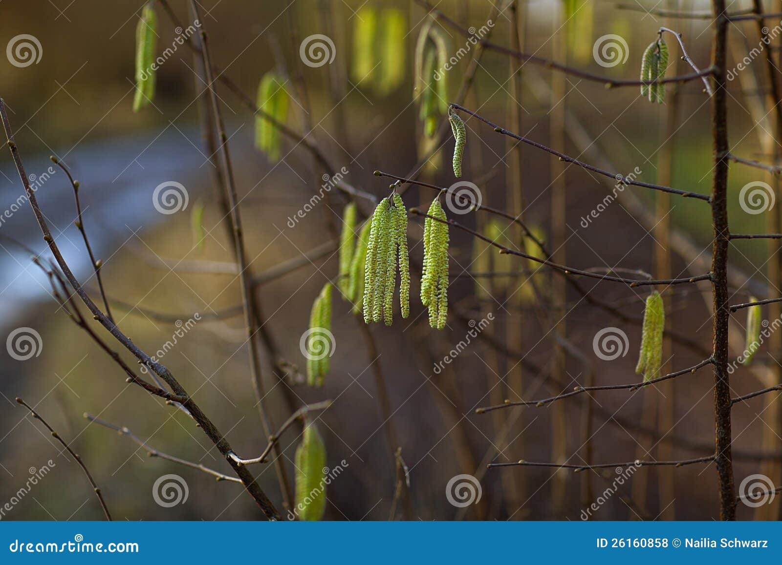 Catkins on a hazelnut tree stock photo. Image of horticulture - 26160858