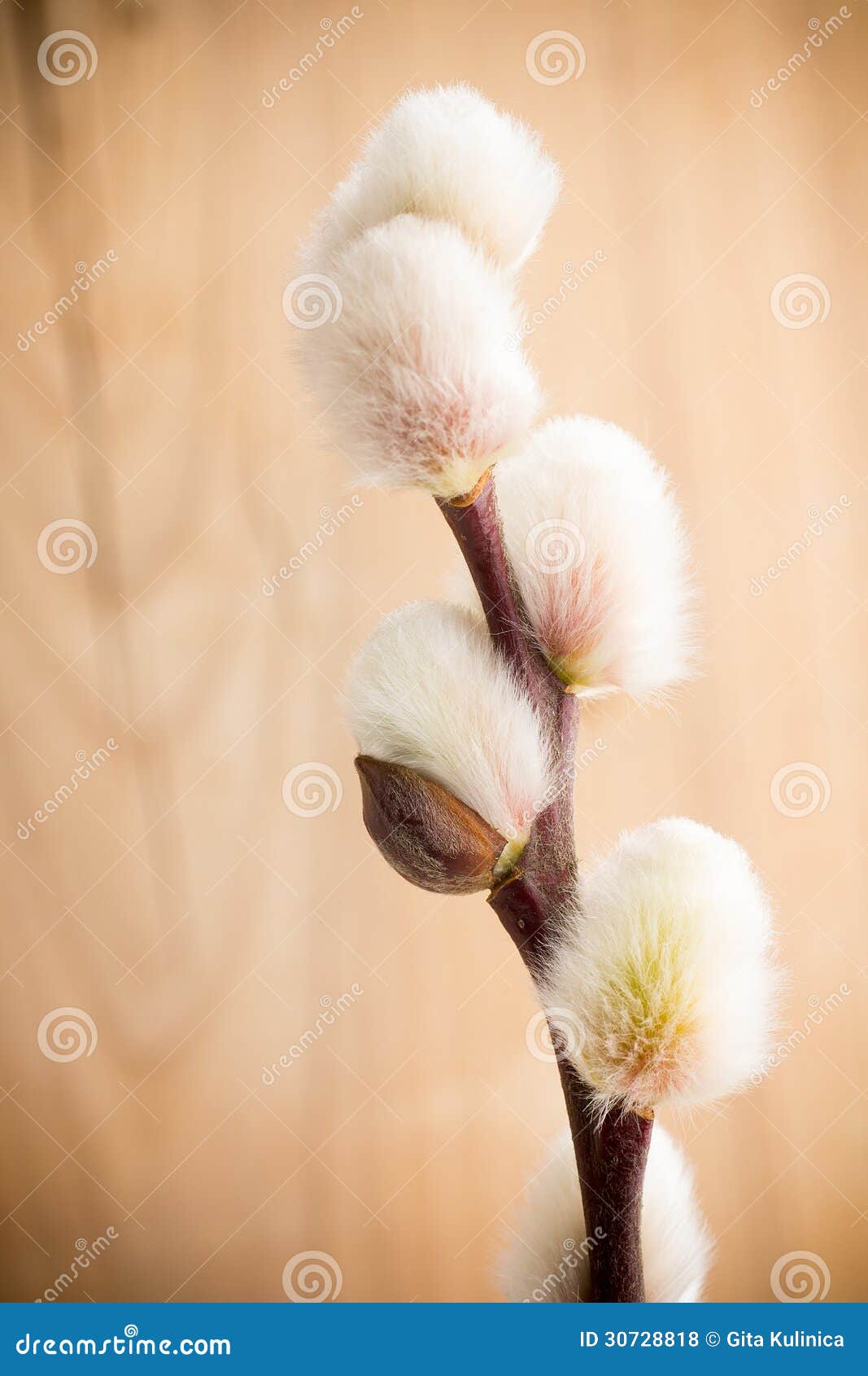 Catkins. stock photo. Image of buds, march, stem, outdoors - 30728818