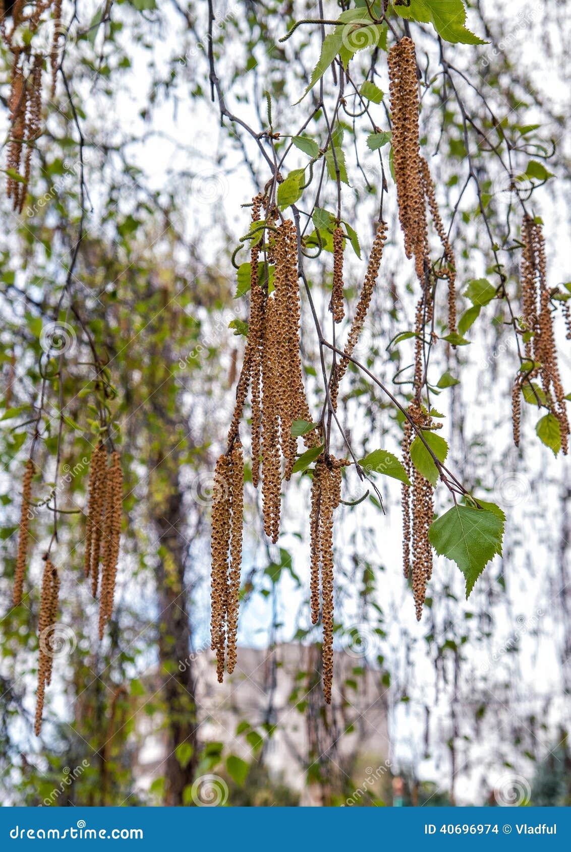 Catkins2 stock photo. Image of inflorescence, nature - 40696974