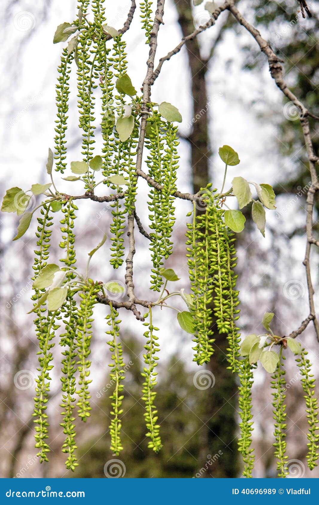 Catkins1 stock image. Image of macro, leaf, species, inflorescence ...