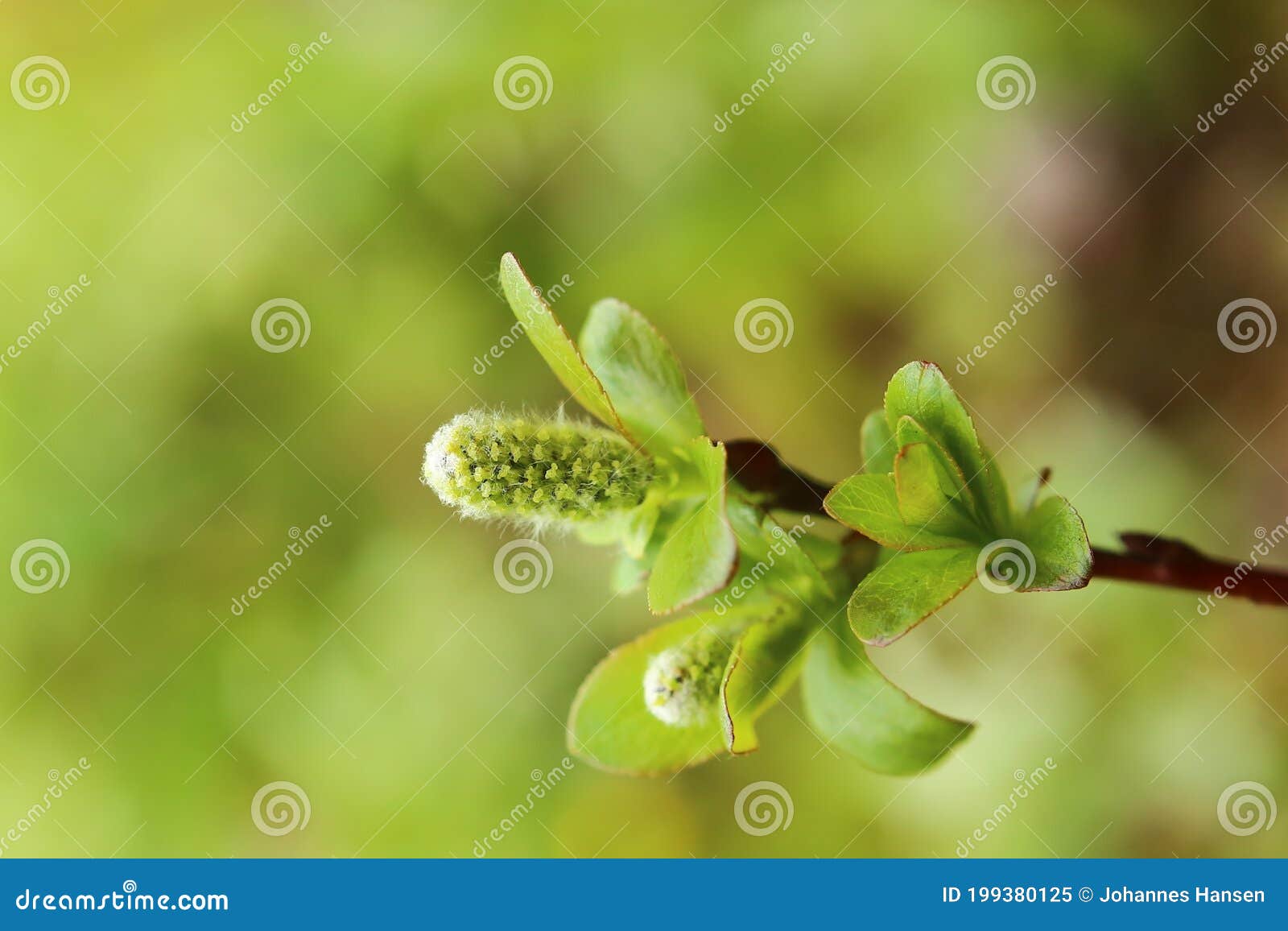 Catkins of Salix Hastata, the Halberd Willow Stock Image - Image of ...