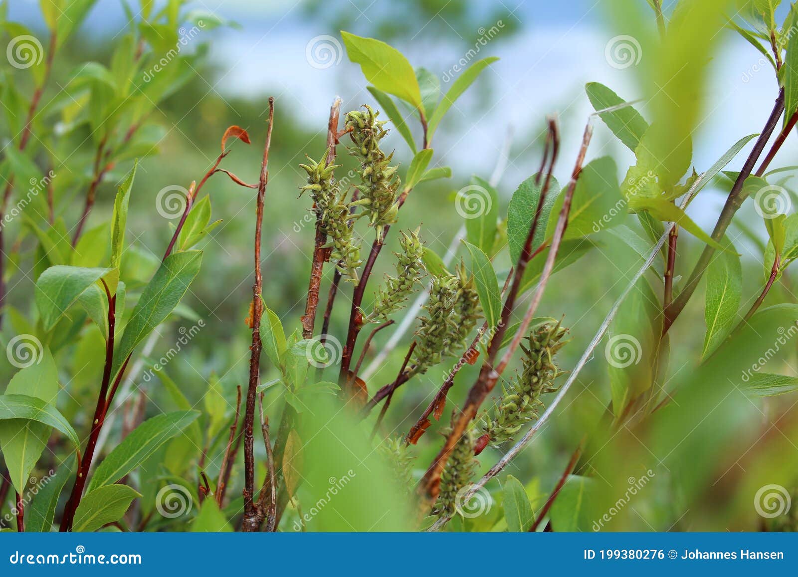 Catkins of Salix Phylicifolia, the Tea-leaved Willow Stock Photo ...