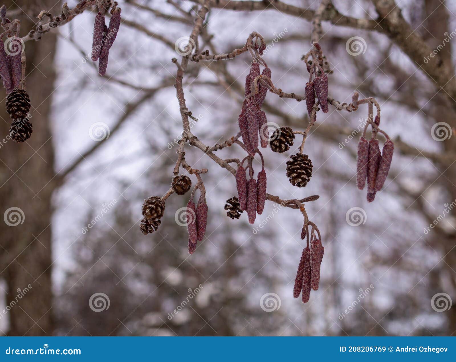 Catkins and Seed on the Alder TreeAlnus Mill. in Spring Stock Image ...