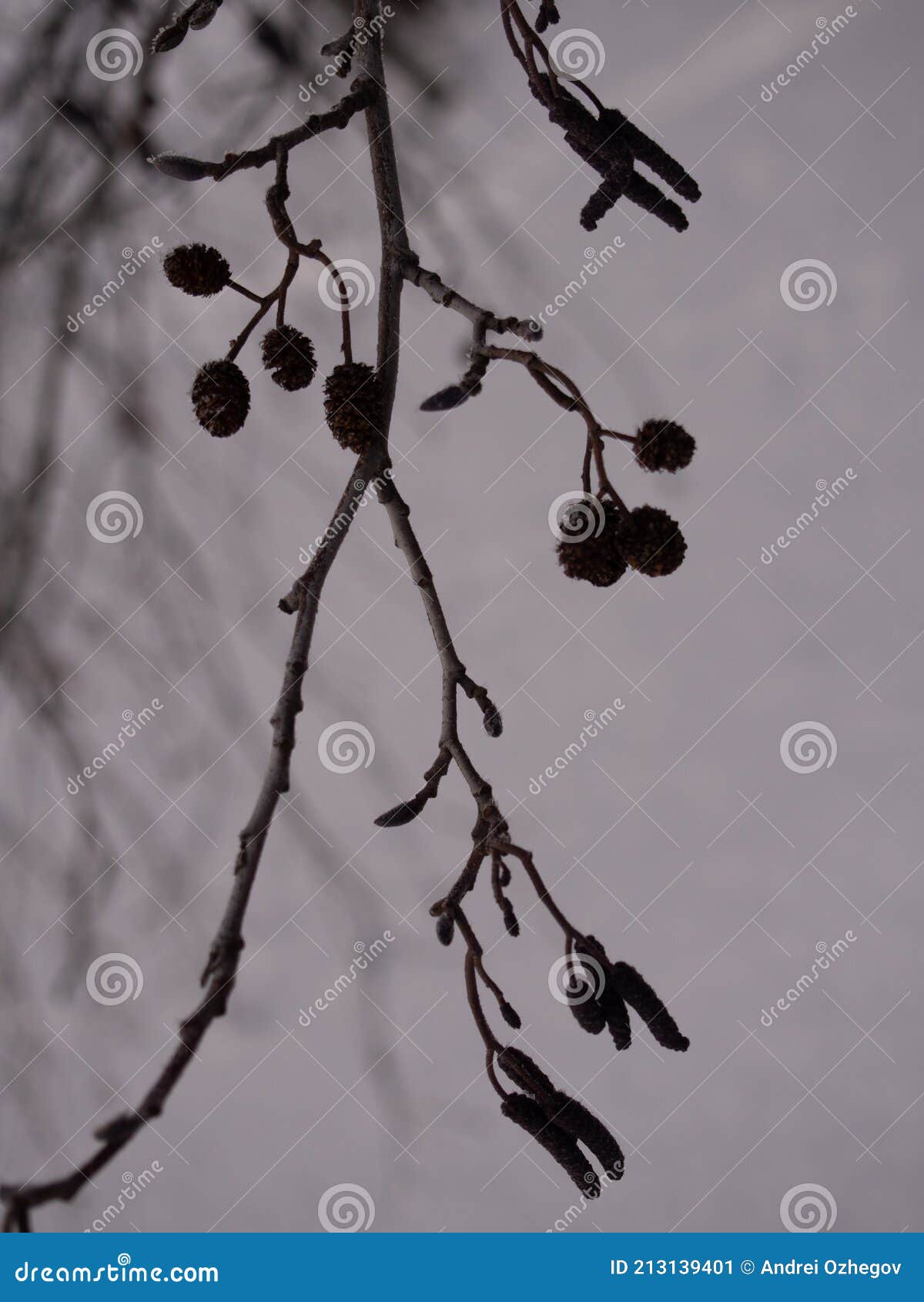 Catkins and Seed on the Alder TreeAlnus Mill. in Spring Stock Image ...