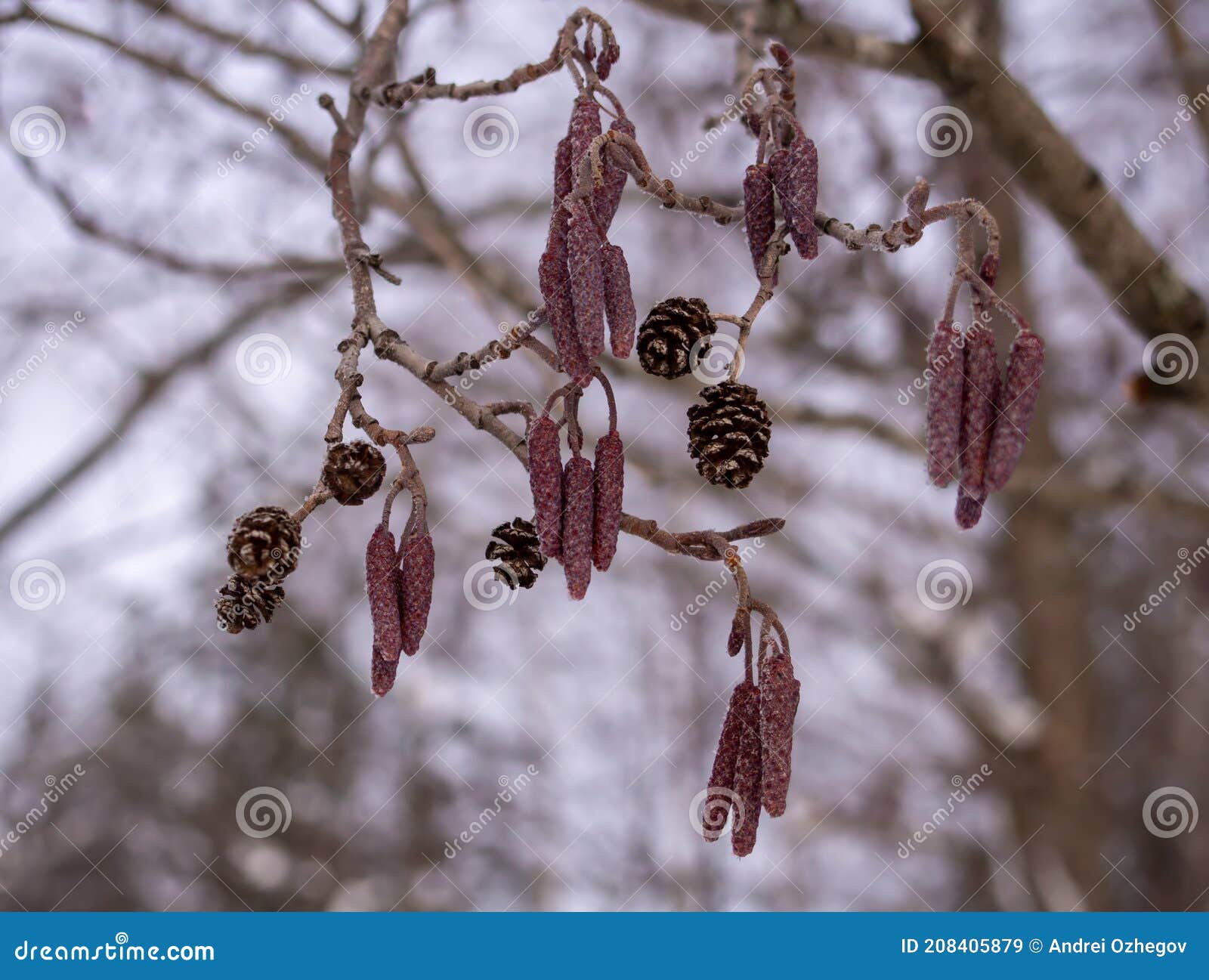 Catkins and Seed on the Alder TreeAlnus Mill. in Spring Stock Image ...