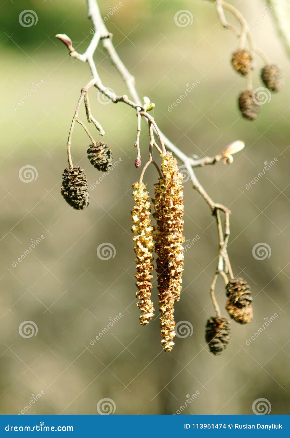 Catkins and Seed on the Alder Tree in Spring Stock Photo - Image of ...