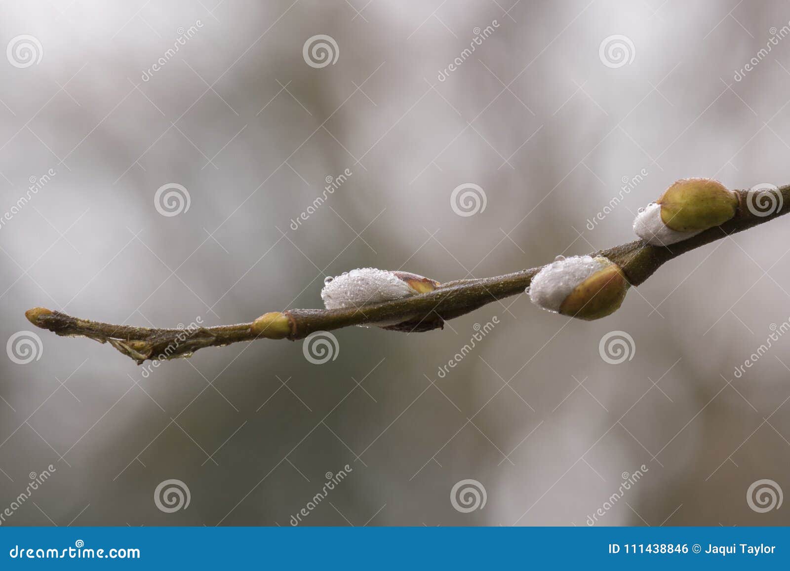 Catkins on Southampton Common Stock Photo - Image of spring, early ...