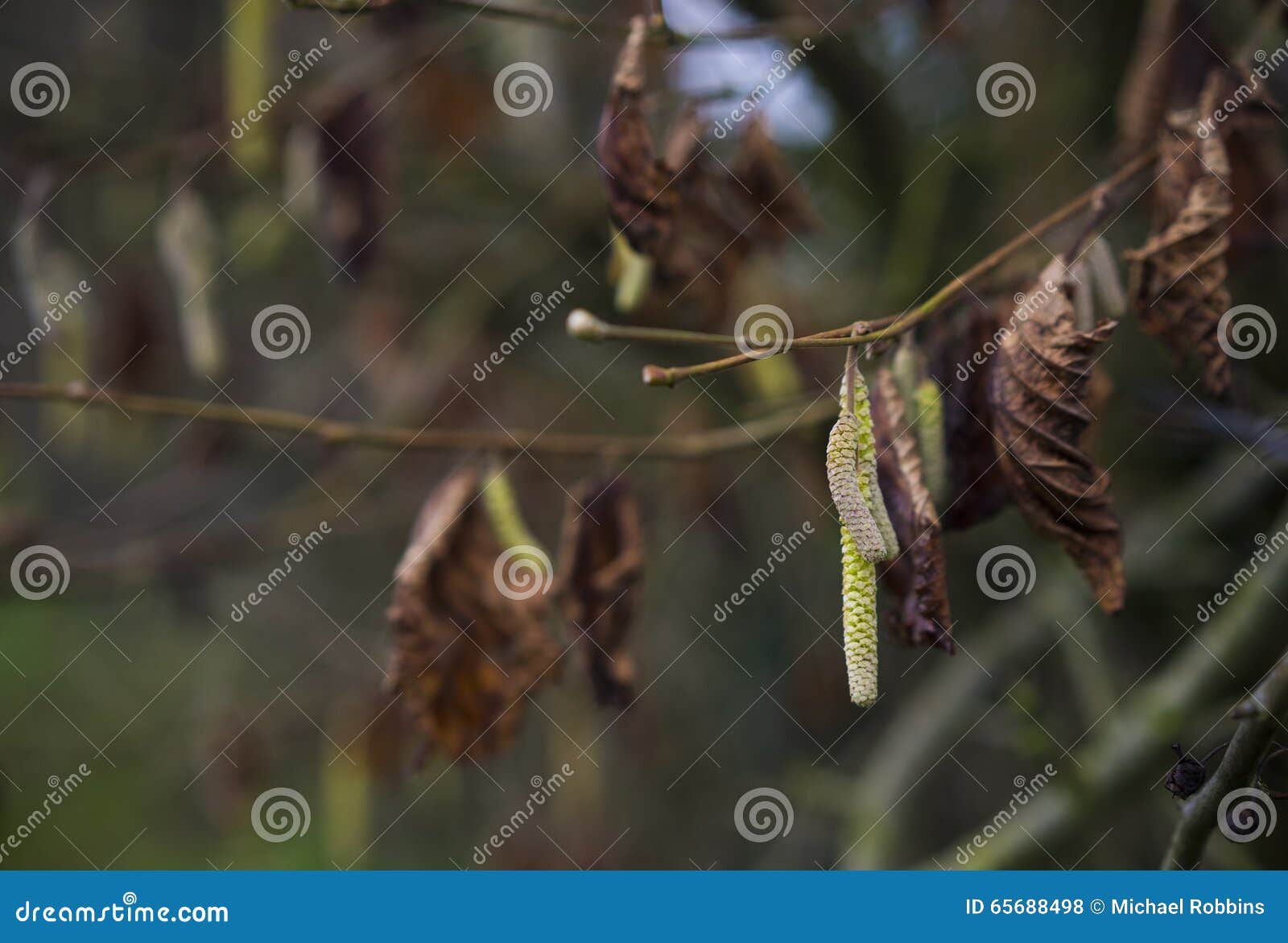 Catkins. Spring, UK stock photo. Image of beech, magnified - 65688498