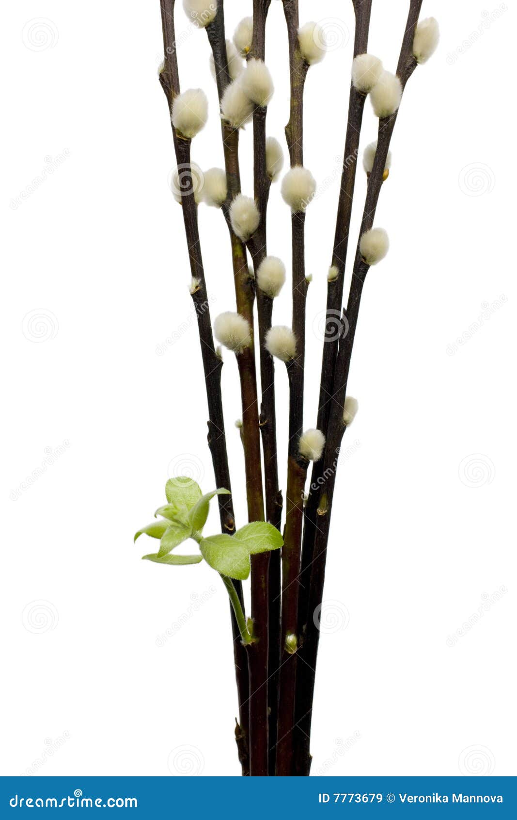 1,992 Sprout Stick Stock Photos - Free & Royalty-Free Stock Photos from ...