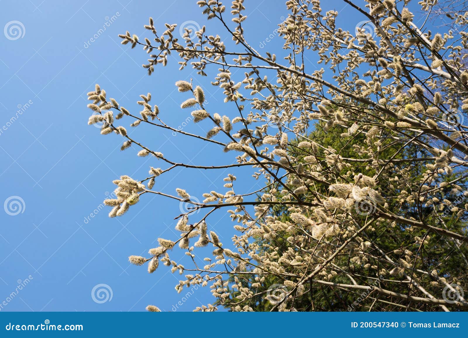 Catkins on Tree Branch. Sunny Spring Day Stock Photo - Image of ...