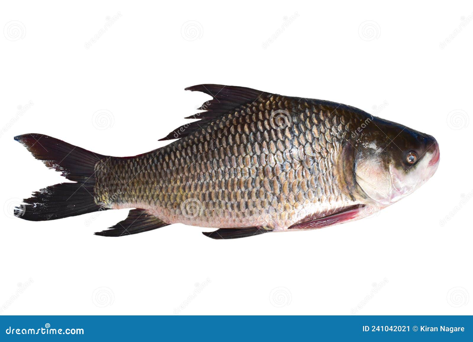 Catla katla fish stock image. Image of lake, background - 241042021