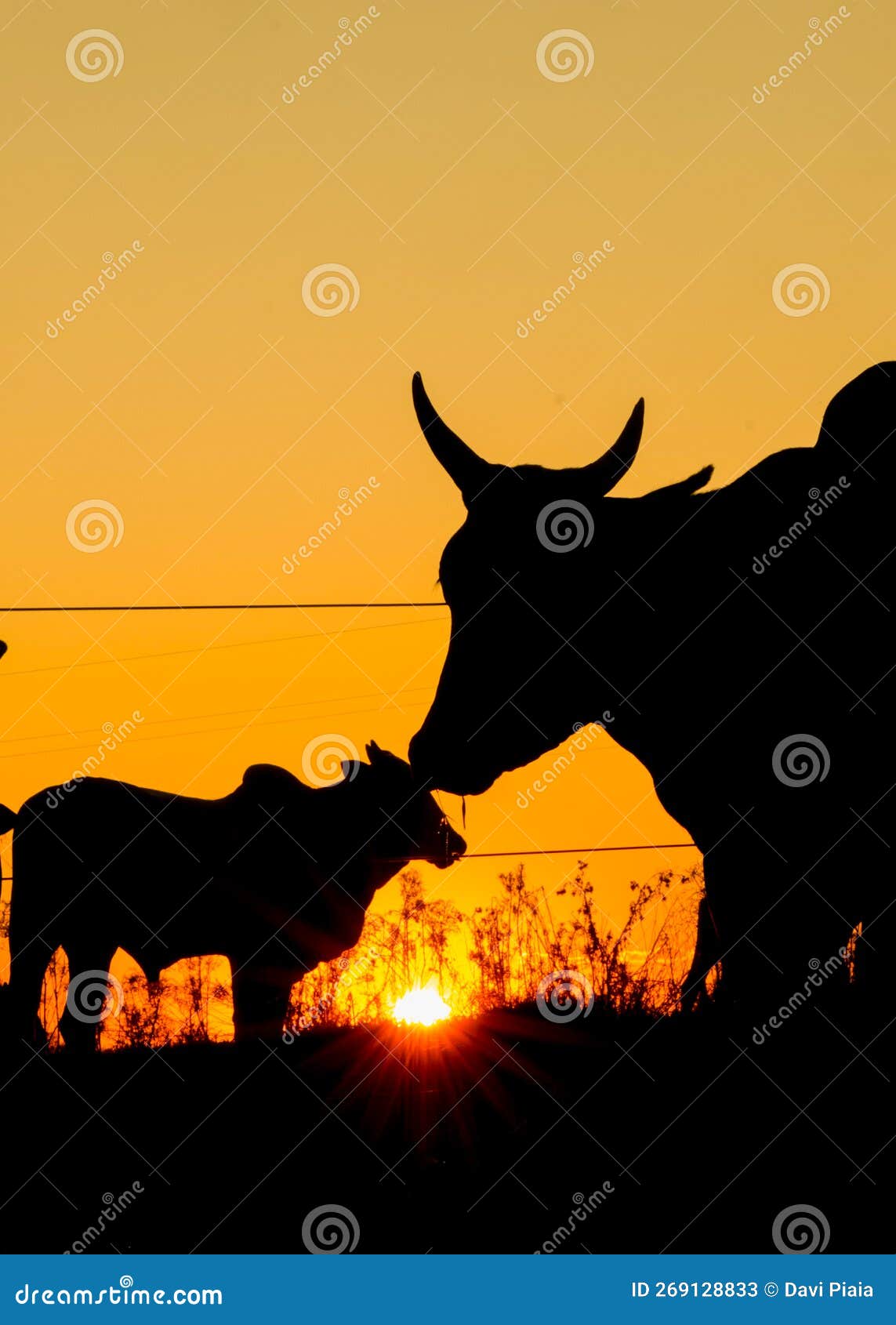 Catle Silhouettes at Sunset Stock Image - Image of catle, savanna ...