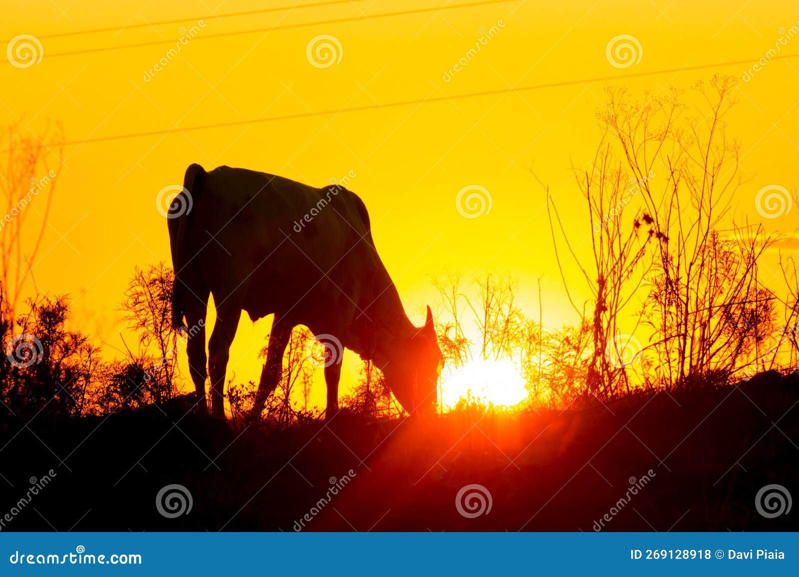 A Catle Silhouettes at Sunset Stock Photo - Image of silhouettes ...