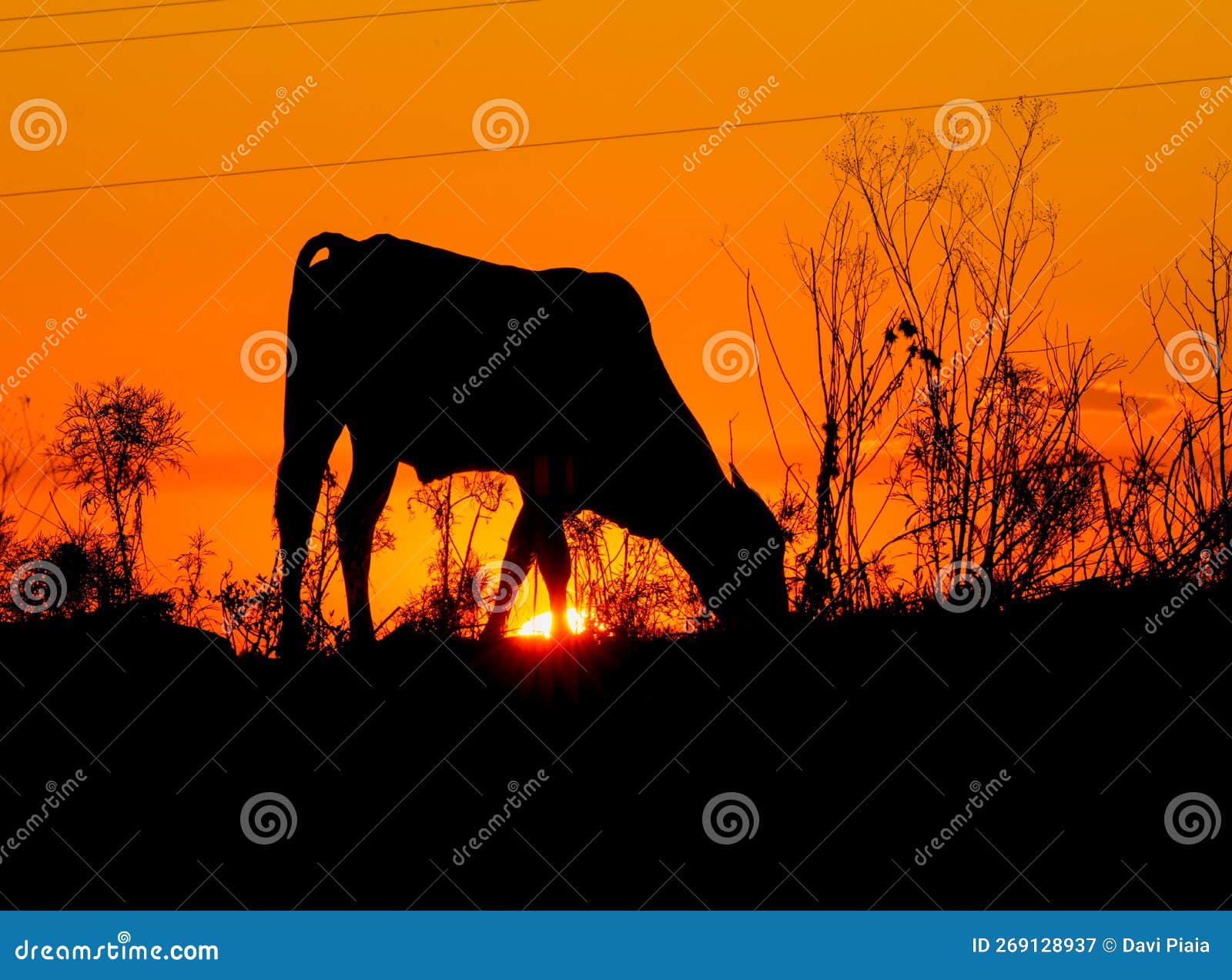 A Catle Silhouettes at Sunset Stock Image - Image of cartoon ...