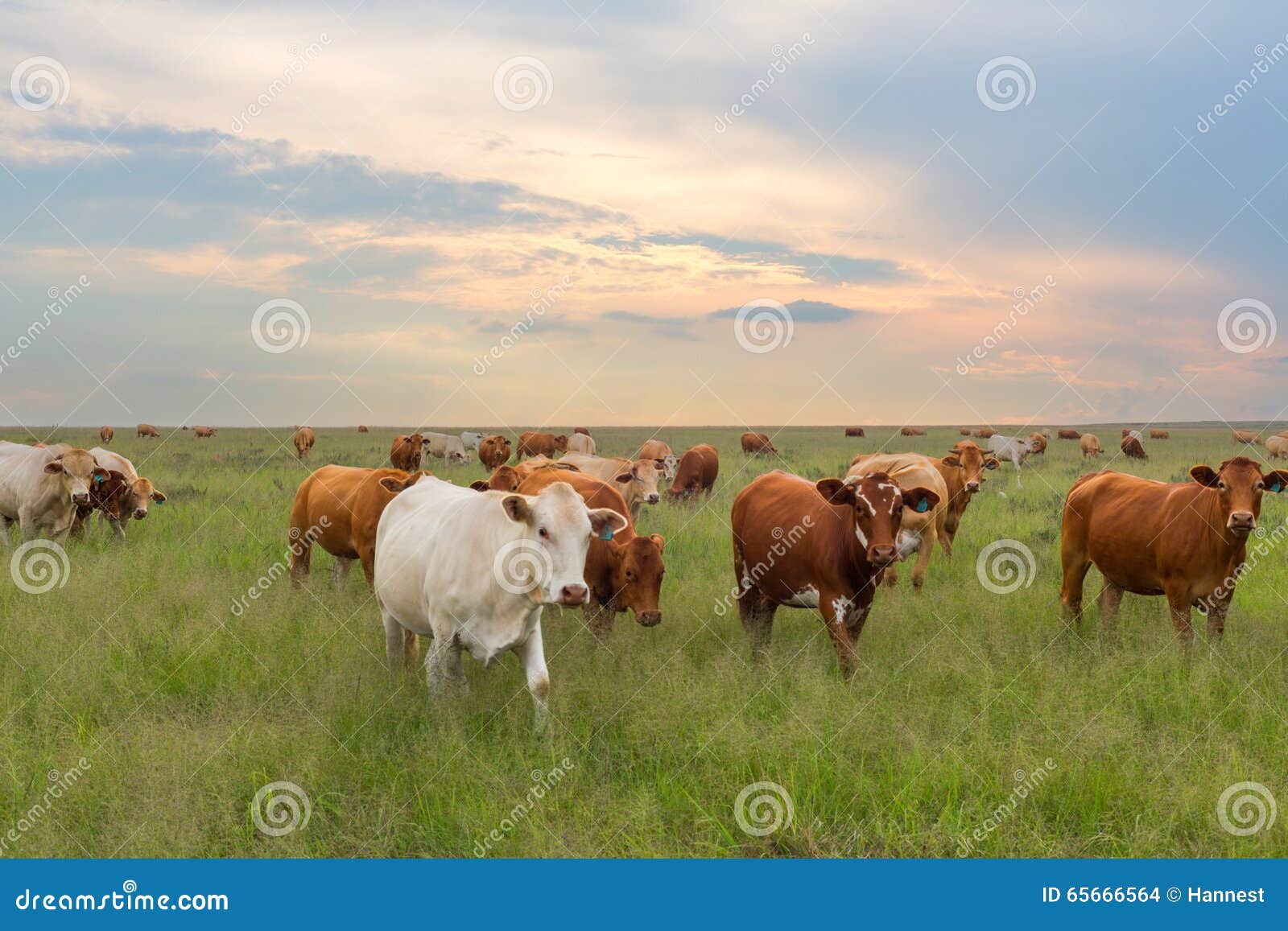 Catle at sunset stock photo. Image of agriculture, clouds - 65666564