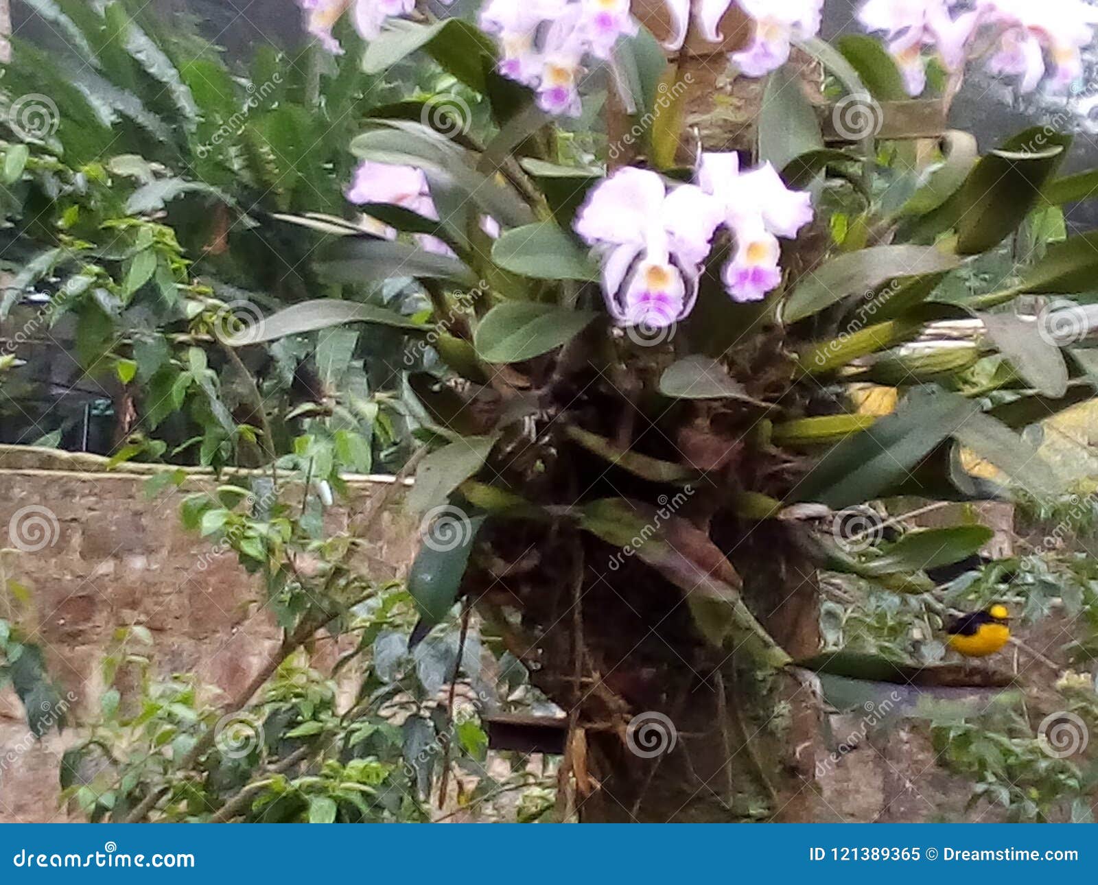 Catleya stock image. Image of exotica, flawer, flor - 121389365