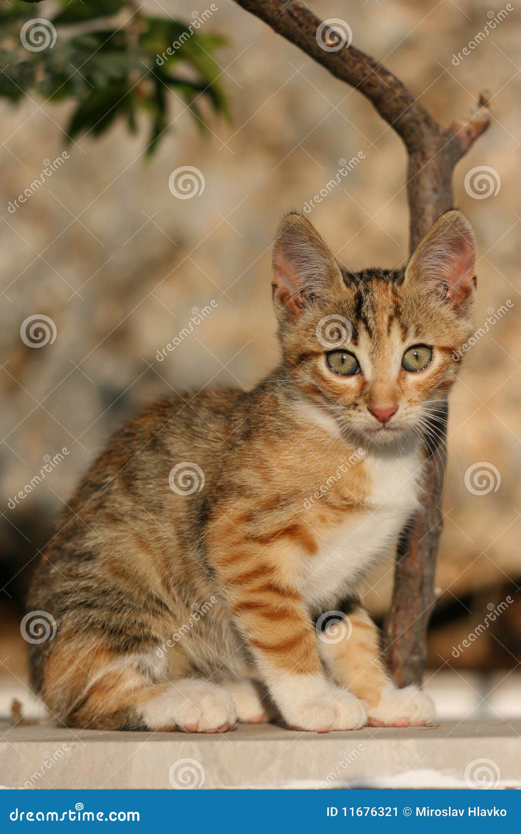 Catling imagen de archivo. Imagen de encantador, gatito - 11676321