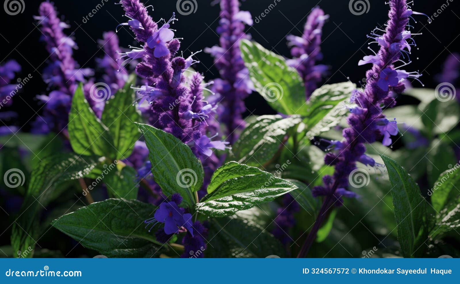 Catmint Flower Realistic Bloom AI Generated Image Stock Illustration ...