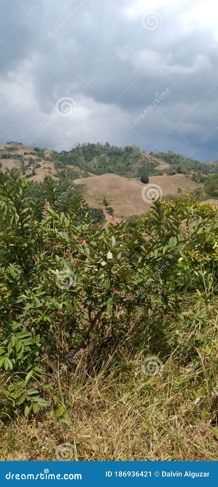 Catmon cebu phillipines stock image. Image of vegetation - 186936421