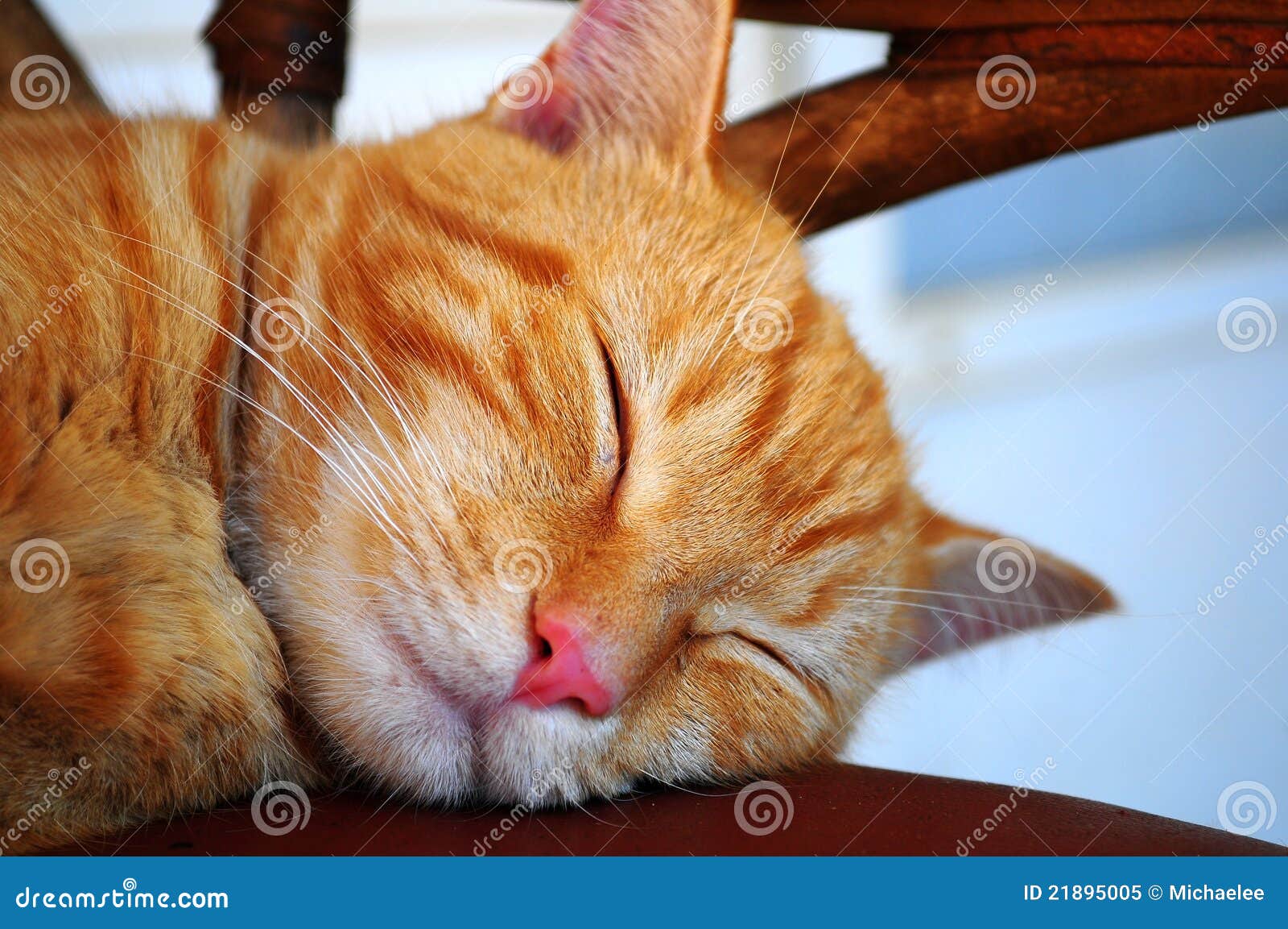 Catnapper stock image. Image of dreaming, animal, sleeping - 21895005