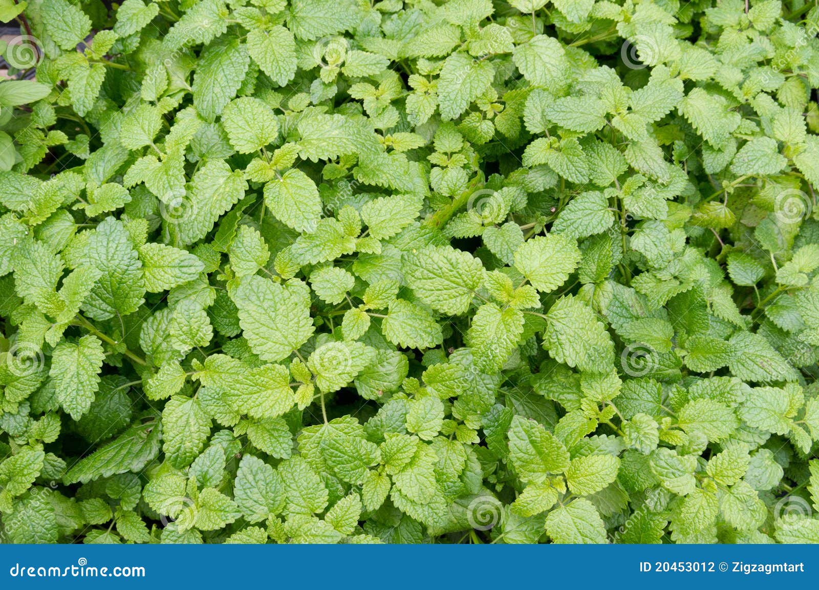Catnip stock photo. Image of herb, green, cataria, seasonings - 20453012