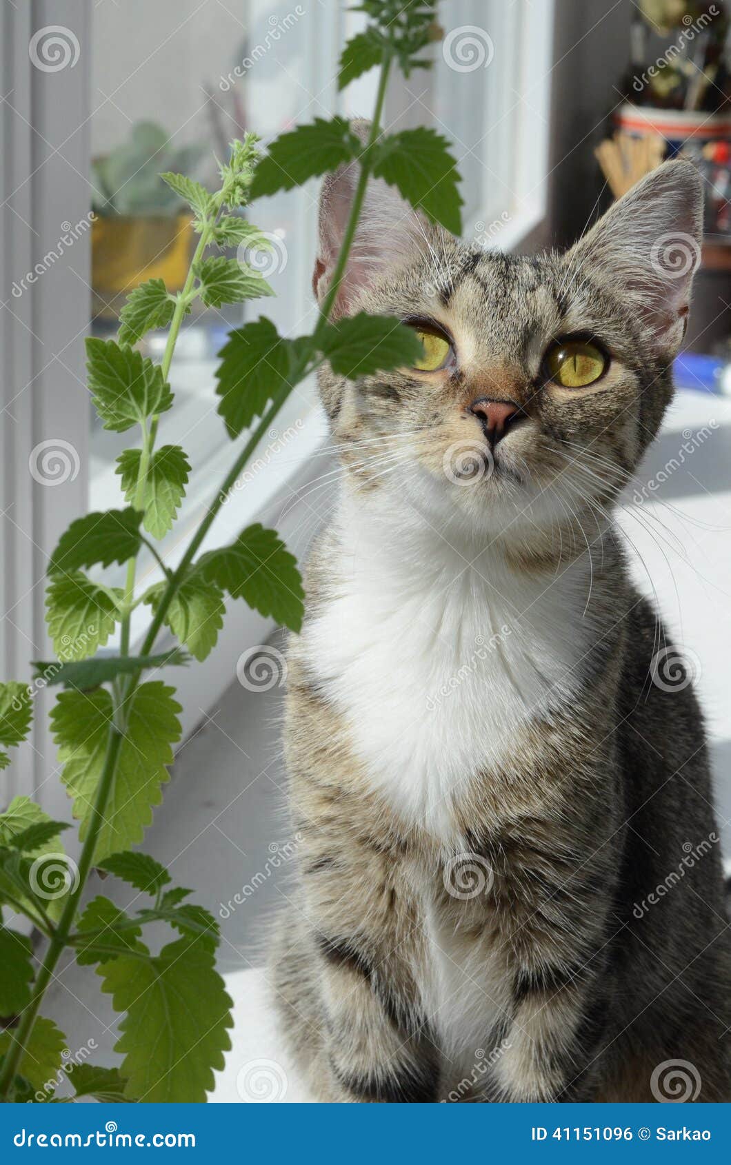 Catnip stock photo. Image of euphoria, herbs, feline - 41151096