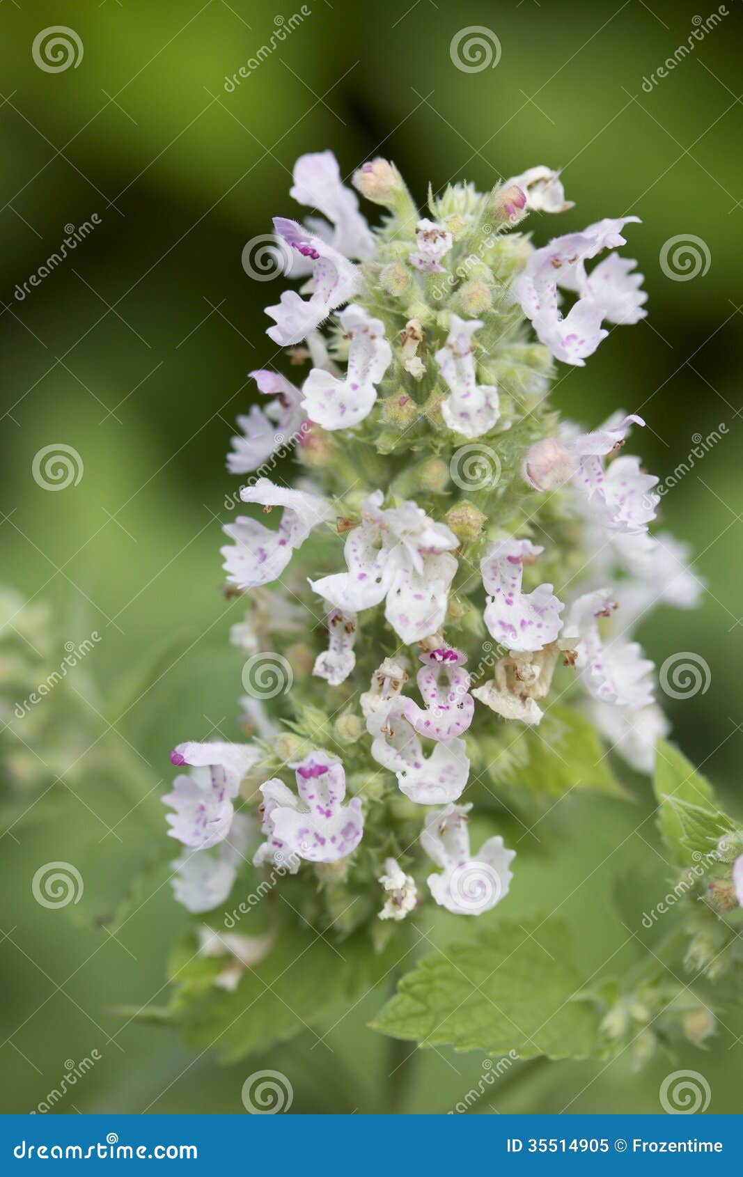 Catnip stock image. Image of catnip, purple, cluster - 35514905