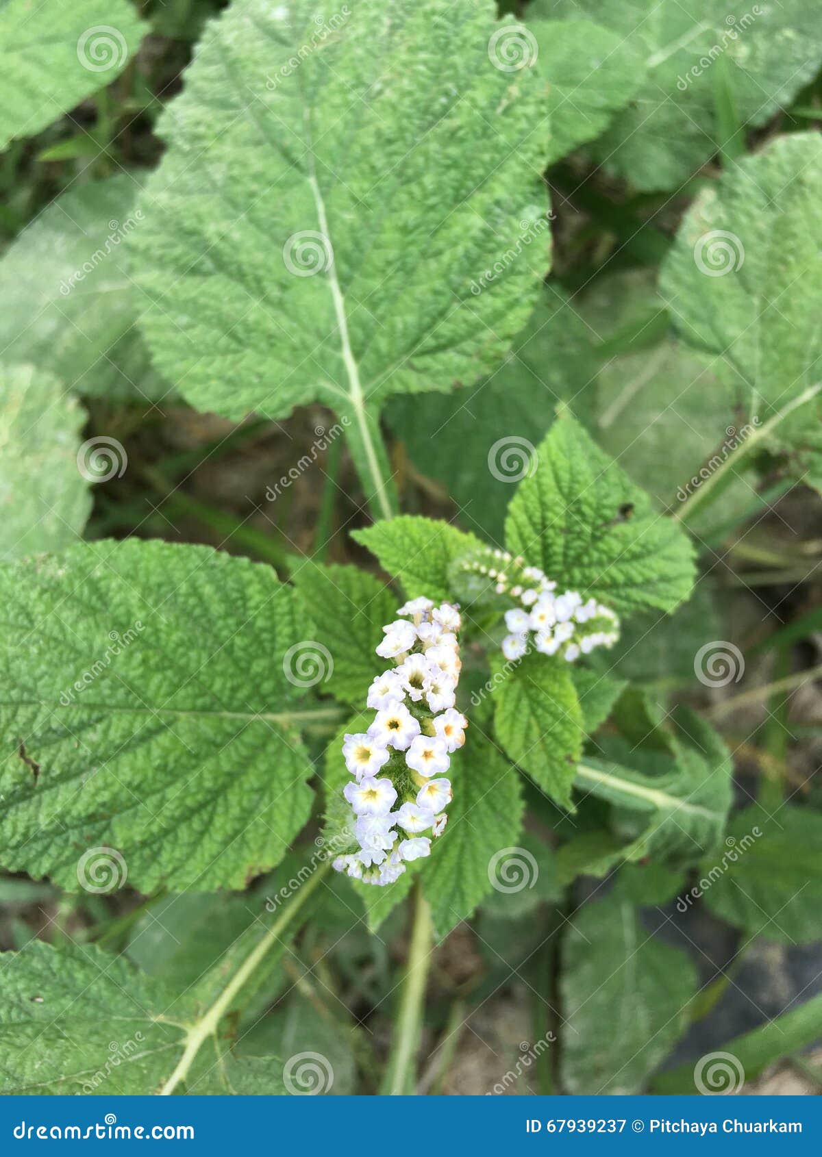 Catnip stock image. Image of catnip, grow, beautiful - 67939237