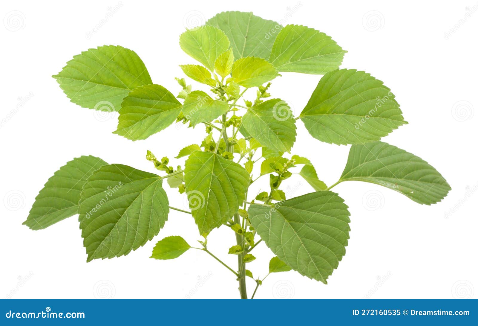 Catnip(Nepeta Cataria) Isolated on White Background Stock Image - Image ...
