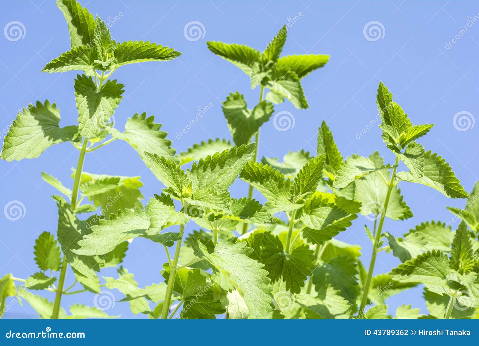 Catnip plants stock photo. Image of aroma, bracing, herb - 43789362
