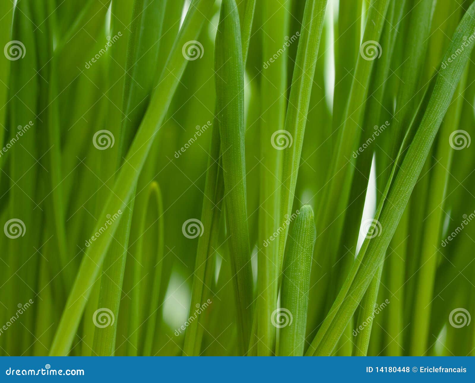 Catnip wallpaper stock photo. Image of food, weeds, growing - 14180448