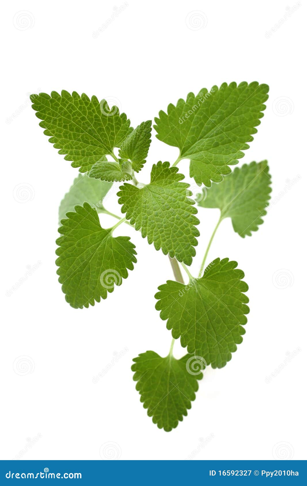 456 Catnip Plant White Background Stock Photos - Free & Royalty-Free ...