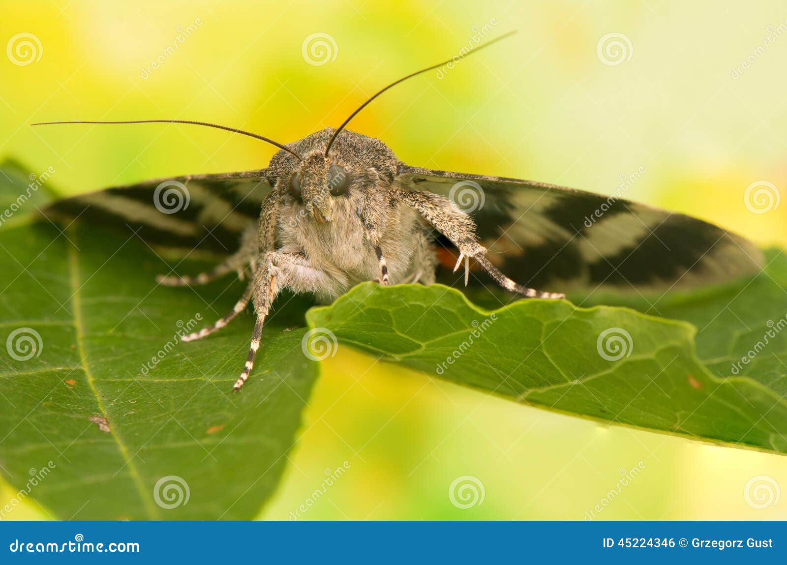 Catocala elocata stock photo. Image of moth, wild, micro - 45224346