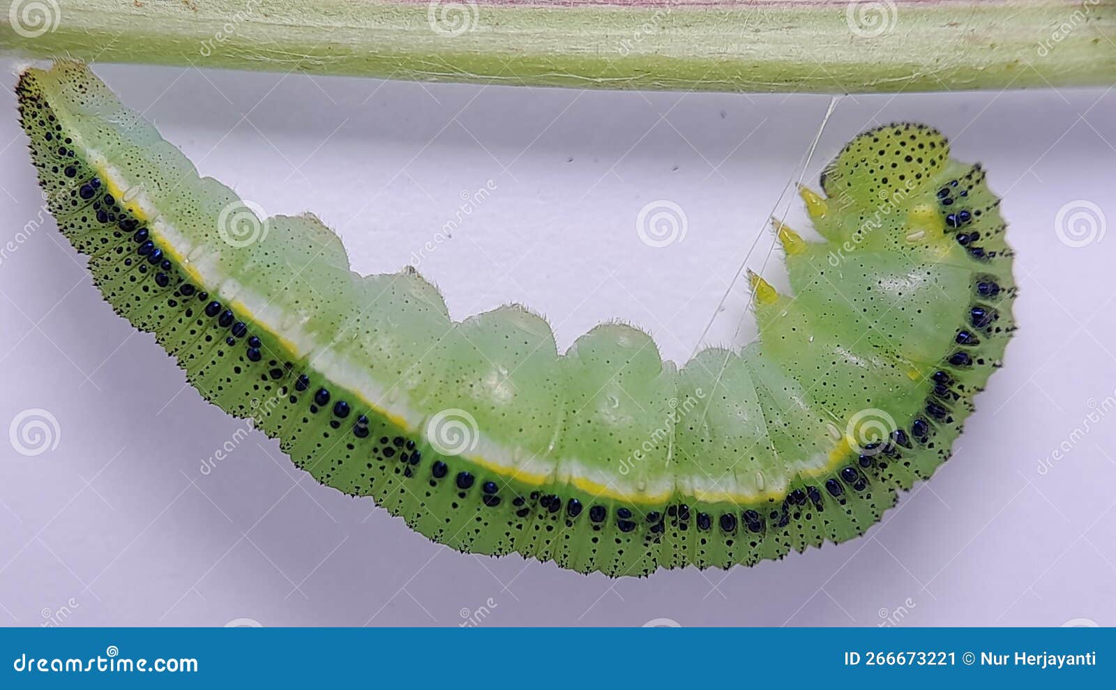 Catopsilia pyranthe stock image. Image of butterfly - 266673221