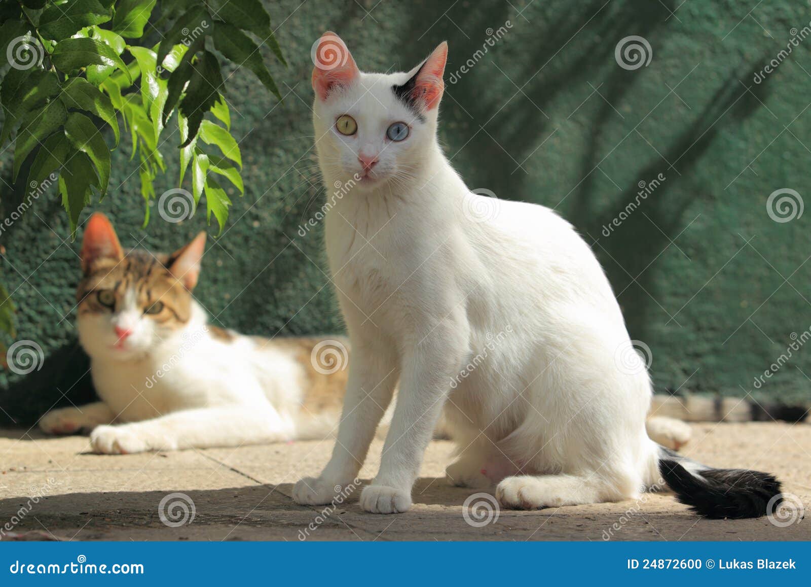 Cats stock photo. Image of nature, gazing, mammal, animal - 24872600