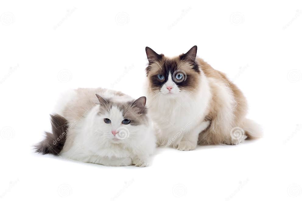 Cats stock photo. Image of couple, mammal, look, beautiful - 6919034