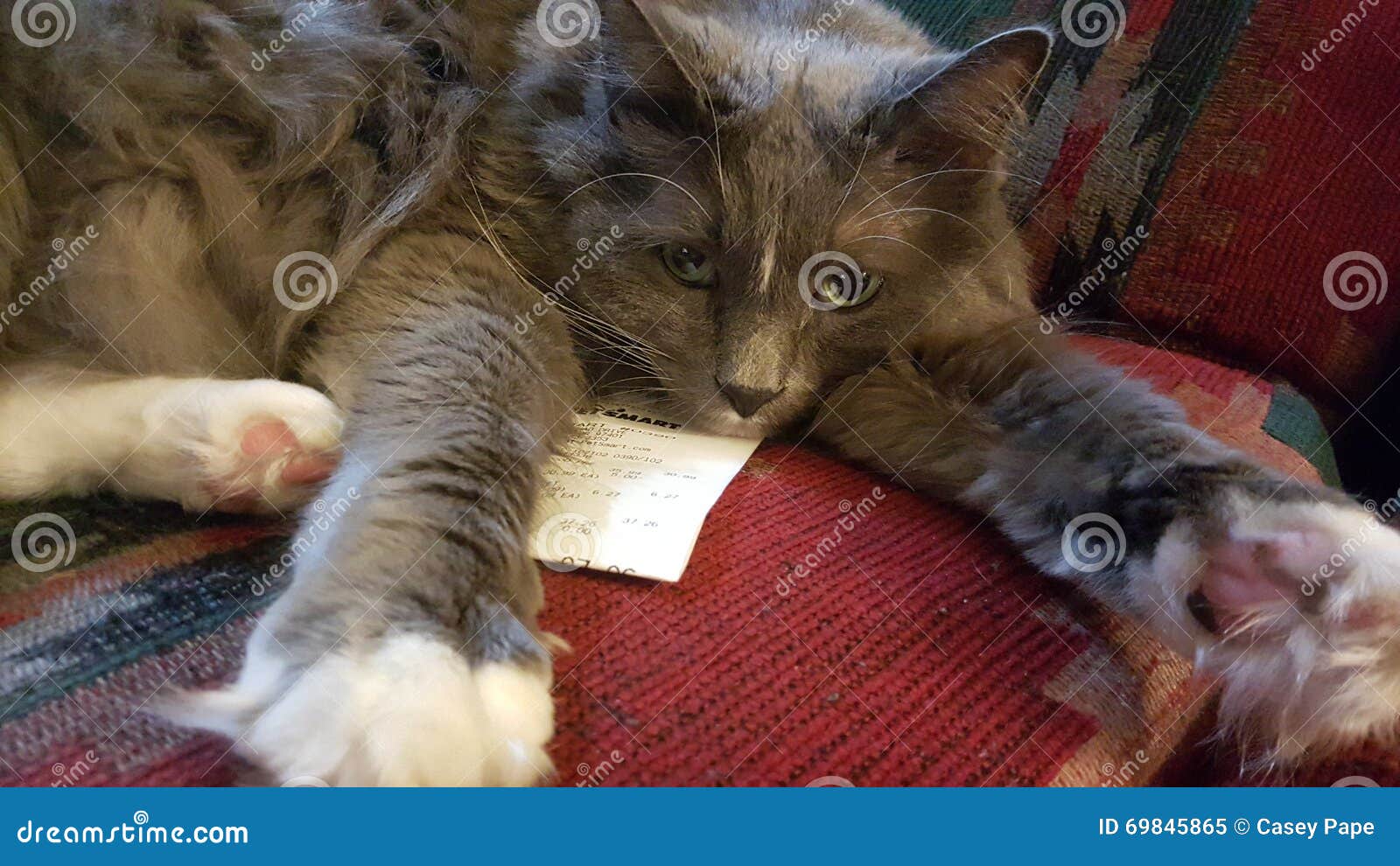 Cats editorial image. Image of hard, days, cats - 69845865