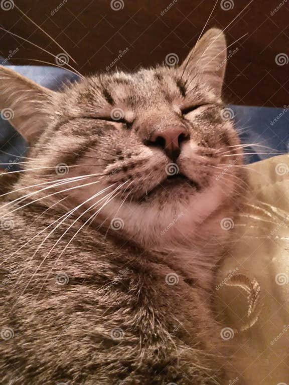 Cats stock image. Image of mimimi, life, cats, love - 80192855