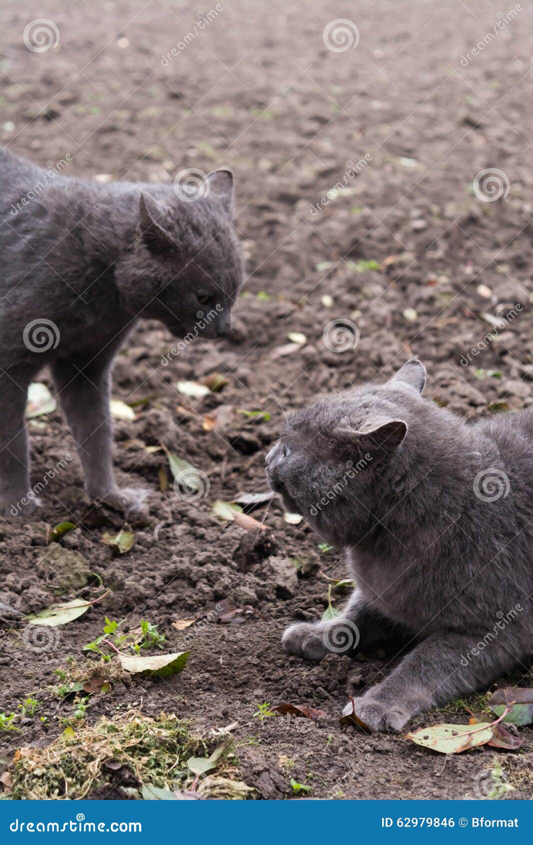 Cats aggression stock photo. Image of agressor, aggression - 62979846