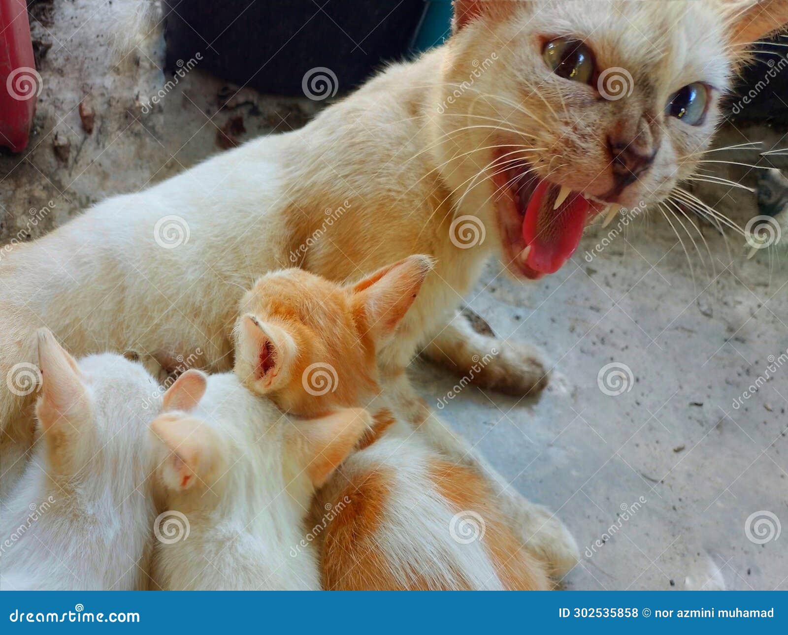 Cats with Aggressive Behavior when Disturbed while Nursing Their Young ...